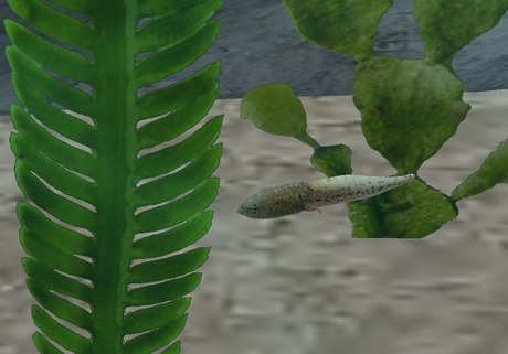 Second Life Marketplace - Alpine Newt Aquarium