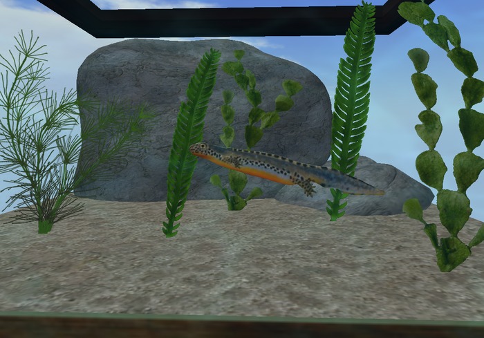 Second Life Marketplace - Alpine Newt Aquarium