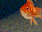 Second Life Marketplace - Goldfish Avatar KINGYO