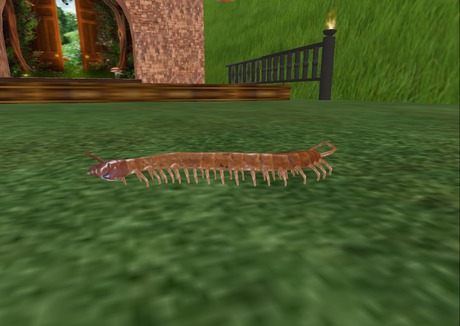 Second Life Marketplace - Mini Centipede w Squish sounds