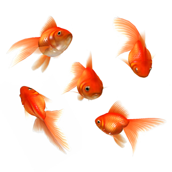 Second Life Marketplace - Goldfish Avatar KINGYO(DEMO)