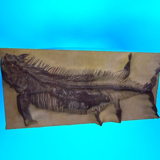 Xiphactinus 3d Models Cgtrader