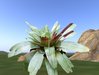 Second Life Marketplace - plants Tropical Giant Vriesea Alcantarea ...