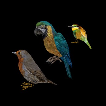 Second Life Marketplace - Bird Pack