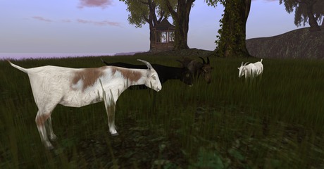 Second Life Marketplace - Goat Fainting Goat Herd Set Of 4