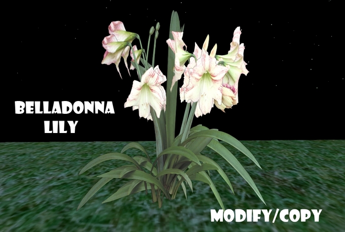 Second Life Marketplace - 1 Prim Belladonna Lily