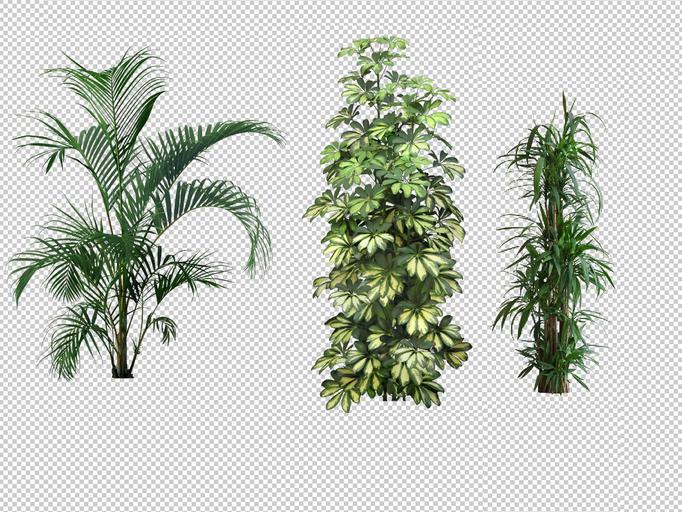 Plant Texture Alpha