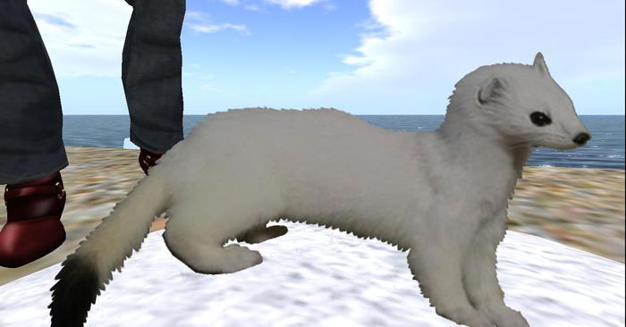 Second Life Marketplace - Ermine Weasel - Western Rocky Mountain ...