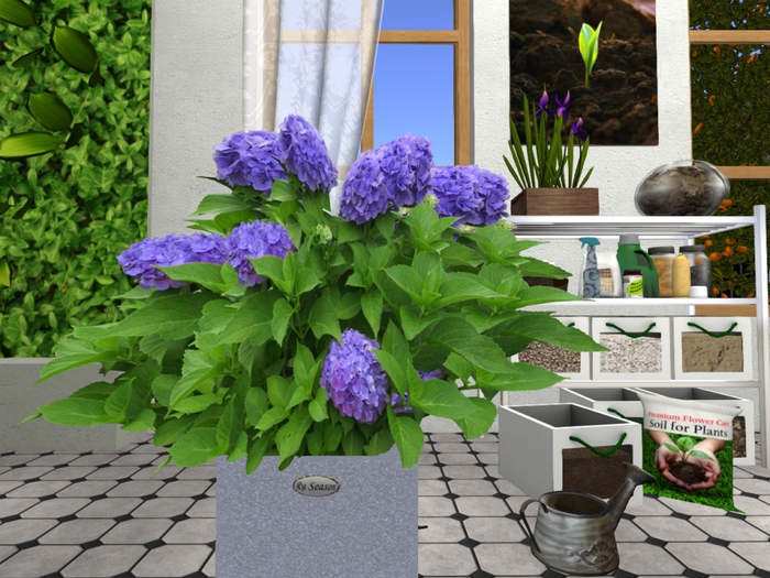 Second Life Marketplace - Hydrangea bush potted