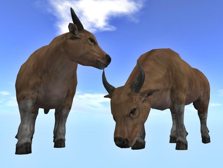 Second Life Marketplace - Cow 5 and 6( MP )