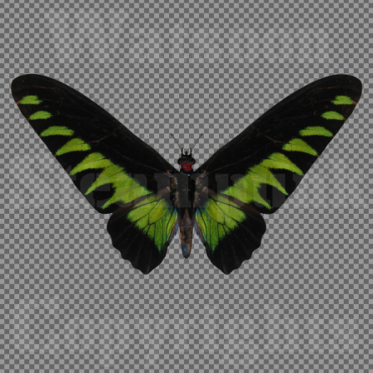 Second Life Marketplace - Butterfly 18 - Single FULL PERMS PNG Texture