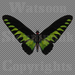 Second Life Marketplace - Butterfly 18 - Single FULL PERMS PNG Texture