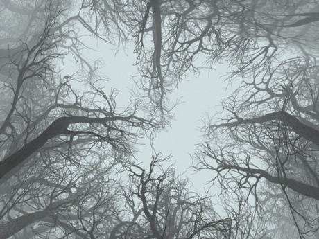 Second Life Marketplace - ~WM~ Spooky Forest Mesh Skybox Unfurnished