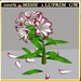 Second Life Marketplace - LW_ Stargazer Lily - 28 (1 LI / Prim)