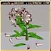 Second Life Marketplace - LW_ Stargazer Lily - 30 (1 LI / Prim)