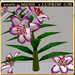 Second Life Marketplace - LW_ Stargazer Lily V.2. - 21 (1 LI / Prim)