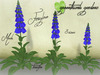 Second Life Marketplace - {GTG} FOXGLOVE ROYAL PERIWINKLE (T)