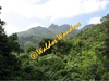 Second Life Marketplace - Puertorican Rain Forest