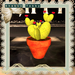 Second Life Marketplace - *Shabby* Love Cactus