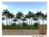 Second Life Marketplace - TA Palm Tree Privacy Screen COPY MOD