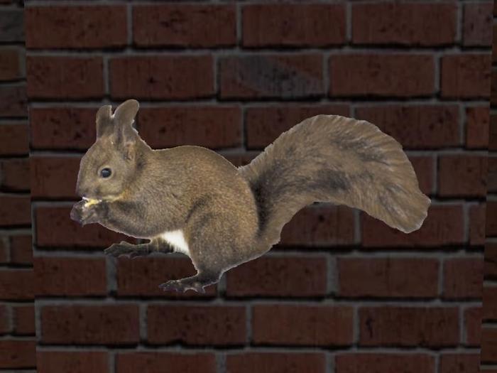 Second Life Marketplace - Brown Squirrel