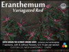 Second Life Marketplace - Eranthemum Variageted Bushes Red- Mesh ...