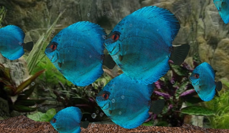 Second Life Marketplace - Discus Blue - fully animated sculpted free ...