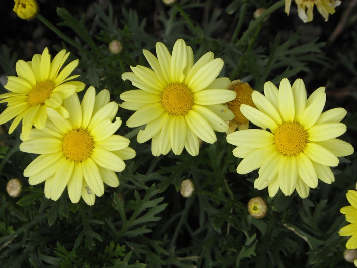 Second Life Marketplace - Flores Amarelas