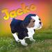 Second Life Marketplace - Jacko, dog puppy with AI