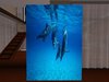 Second Life Marketplace - Dolphin Poster