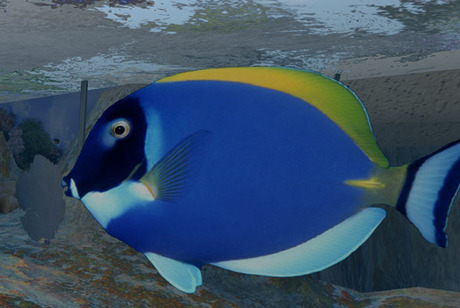 Second Life Marketplace - Powder Blue Tang or Powder Blue Surgeon Fish ...