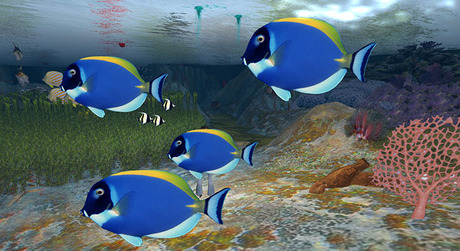Second Life Marketplace - Powder Blue Tang or Powder Blue Surgeon Fish ...