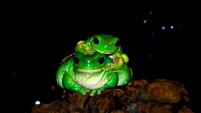 Second Life Marketplace - V & H Frogs sound effects full perms pond ...