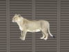 Second Life Marketplace - Lioness (real pic)