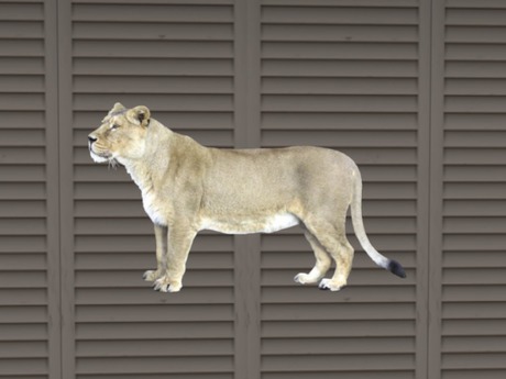 Second Life Marketplace - Lioness (real pic)