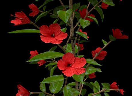 Second Life Marketplace - Hibiscus Tall - Red - Copy Mod