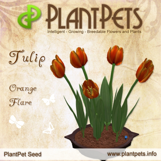 Second Life Marketplace - PlantPet Seed [Tulip *Orange Flare*] rare ...