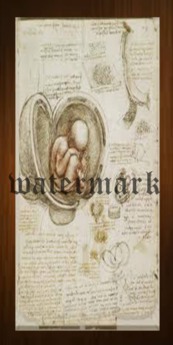 Second Life Marketplace - SWE Poster - Medieval Anatomy Baby In Womb Light