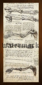 Second Life Marketplace - SWE Poster - Medieval Anatomy Human Arm