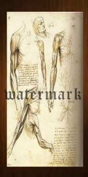 Second Life Marketplace - SWE Poster - Medieval Anatomy Human Arm Muscles