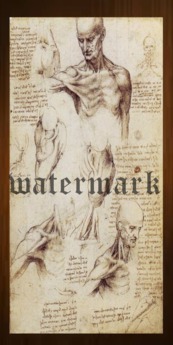 Second Life Marketplace - SWE Poster - Medieval Anatomy Shoulder Male