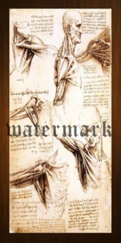 Second Life Marketplace - SWE Poster - Medieval Anatomy Shoulder Muscles