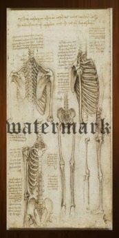 Second Life Marketplace - SWE Poster - Medieval Anatomy Skeletal Systme