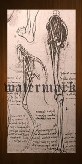 Second Life Marketplace - SWE Poster - Medieval Anatomy Werewolf Hind ...