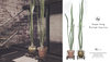 Second Life Marketplace - Soy. Superlong potted cactus [addme]