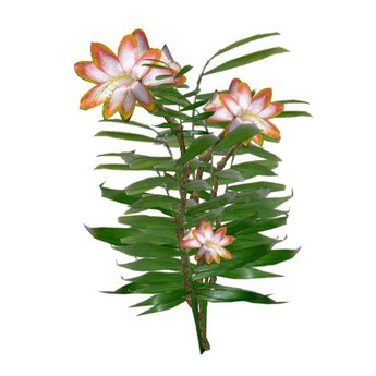 Second Life Marketplace - 15 Exotic Plants (Alpha Textures)