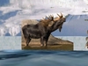 Second Life Marketplace - Alaskan Bull Moose in Creek, Boxed
