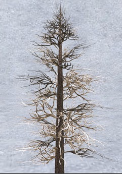 Second Life Marketplace - Tall Tree - Season Change - Mesh - Copy Mod