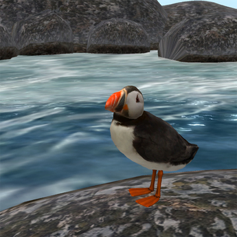 Second Life Marketplace - Puffin (animated) - bird/gull/ocean/coast ...