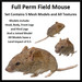 Second Life Marketplace - Full Perm Field Mouse